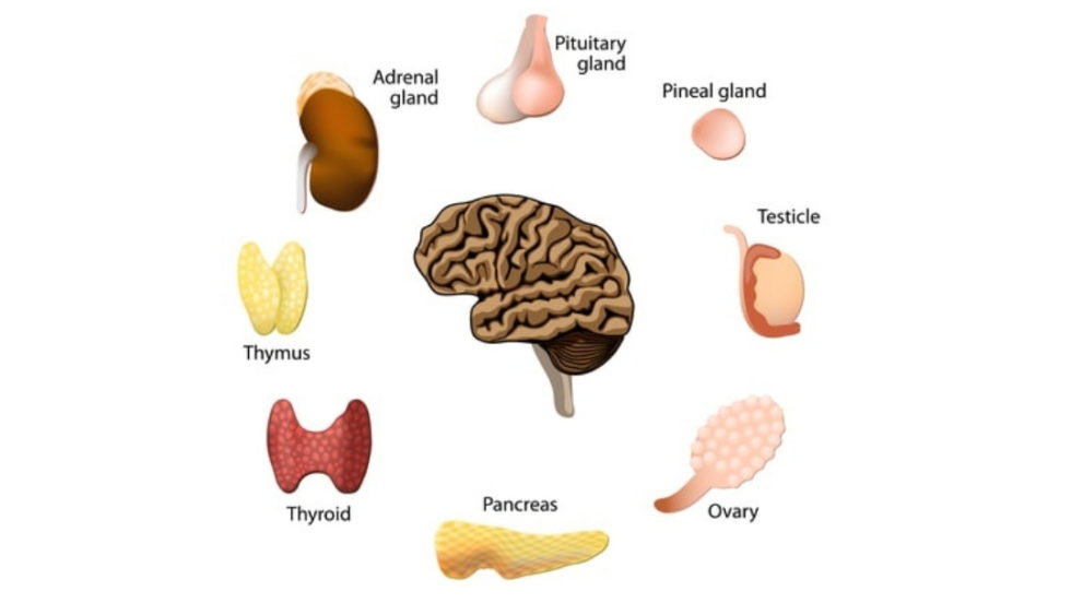 Endocrine Disruptors - Documenting Hope